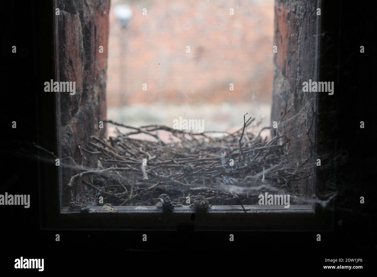 Nest In The Window Stock Photo - Alamy