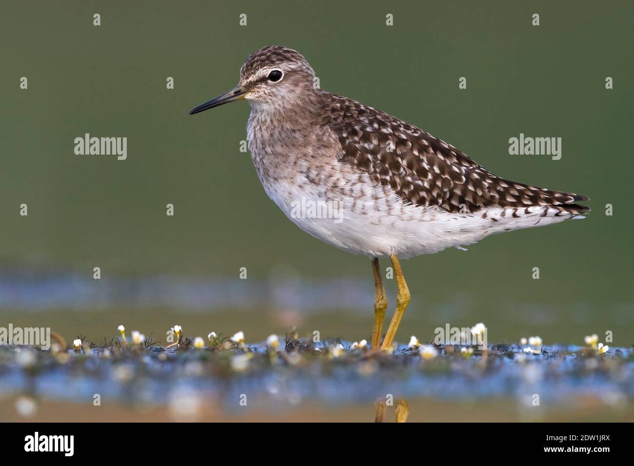 Bosruiter; Wood Sandpiper; Tringa glareola Stock Photo - Alamy