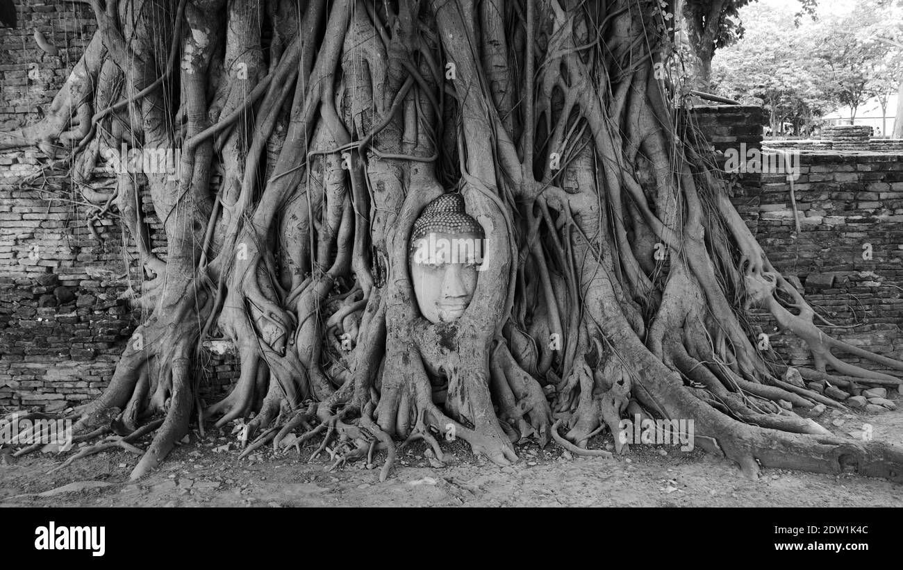 Root architecture Black and White Stock Photos & Images - Alamy