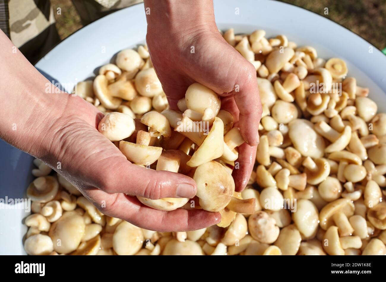 Clean, peeled Suillus mushrooms in bowl. Woman washing mushrooms Stock ...