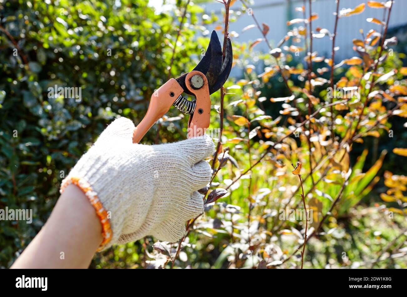 Hand pruning tool hi-res stock photography and images - Alamy
