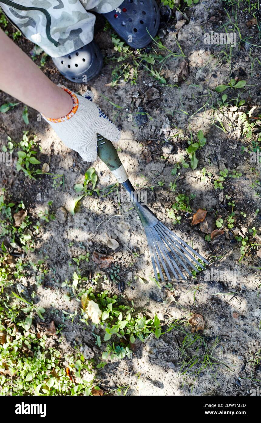 Woman gardening in backyard. The gardener's hands use a rake to loosen ...