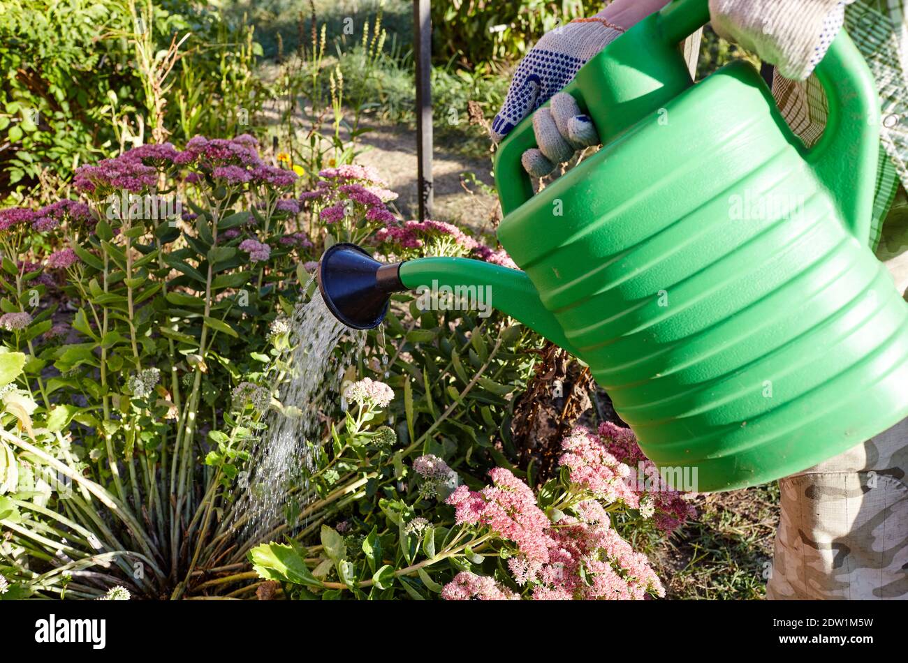 Woman gardening in backyard. Women's hands hold watering can and ...