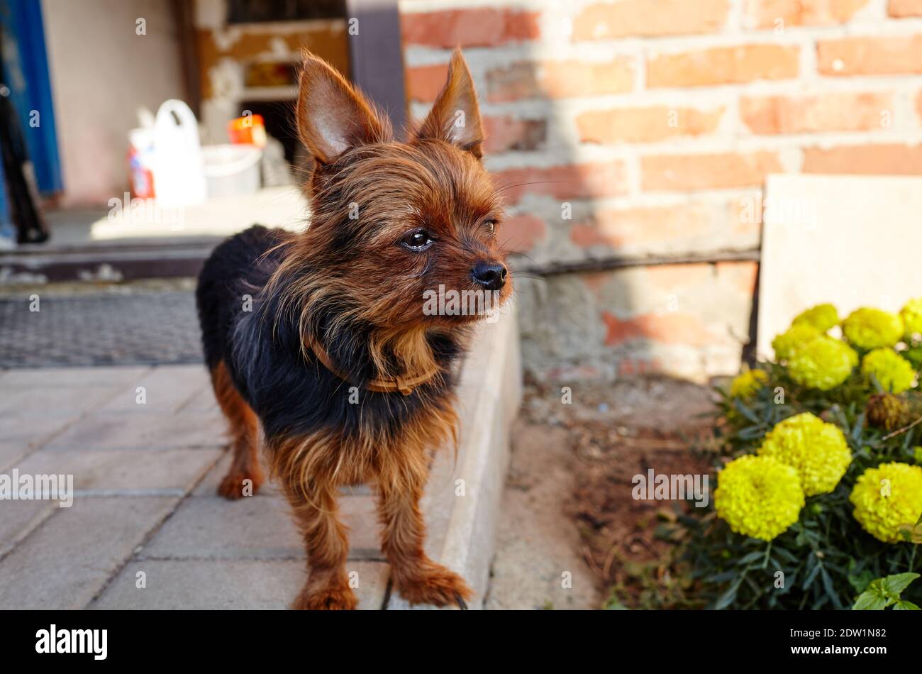Beautiful yorkshire terrier near home door. Dog protects the house ...