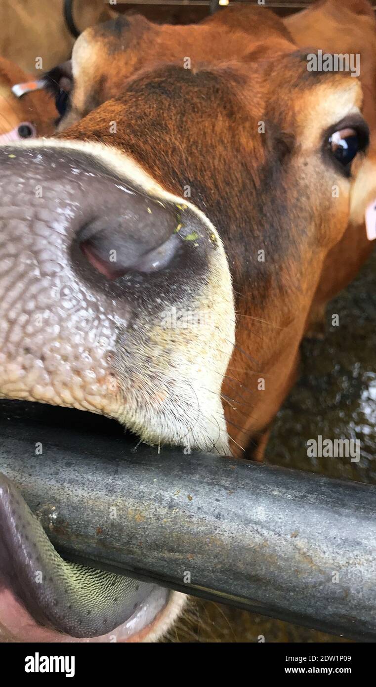 Animal mouth open cow hi-res stock photography and images - Alamy