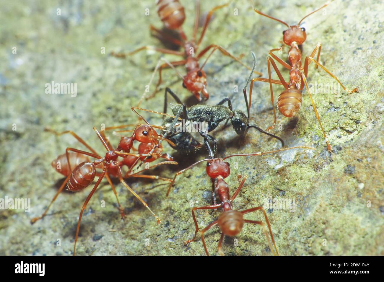 Battle ants hi-res stock photography and images - Alamy