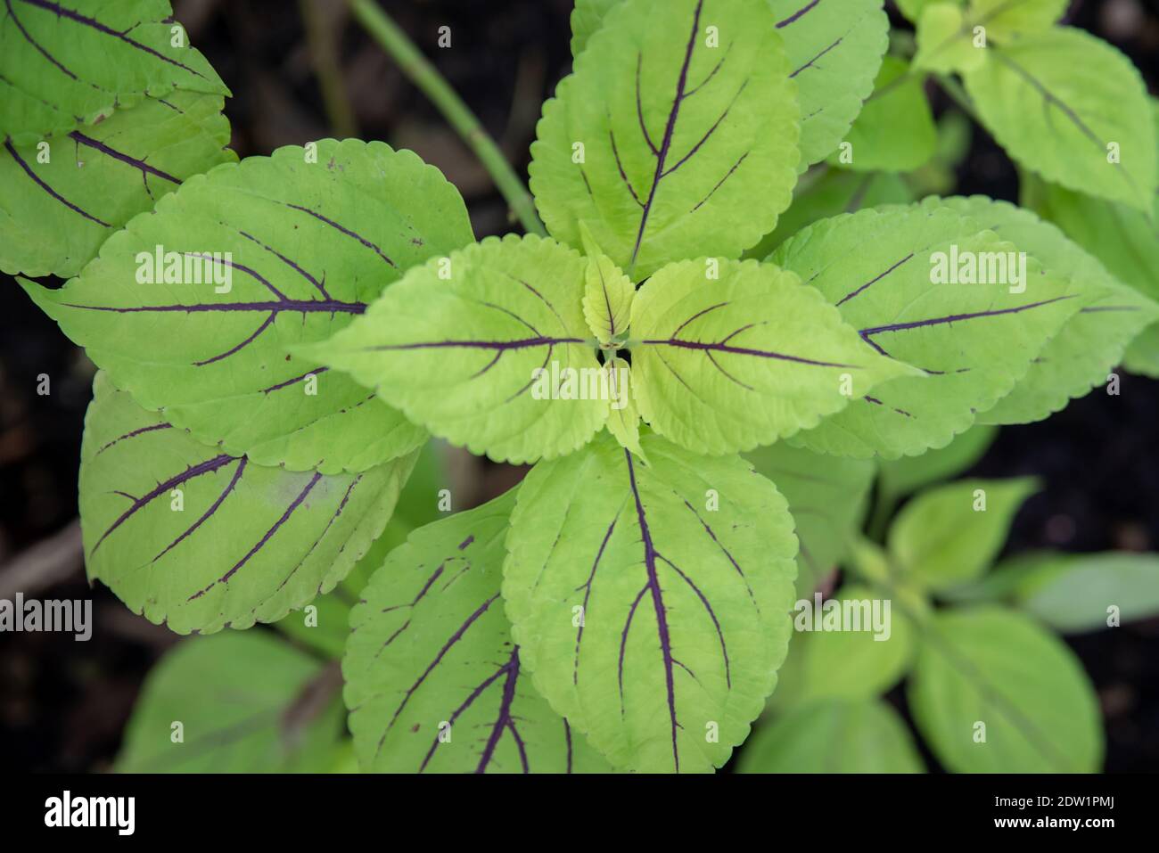 Plant from above hi-res stock photography and images - Alamy
