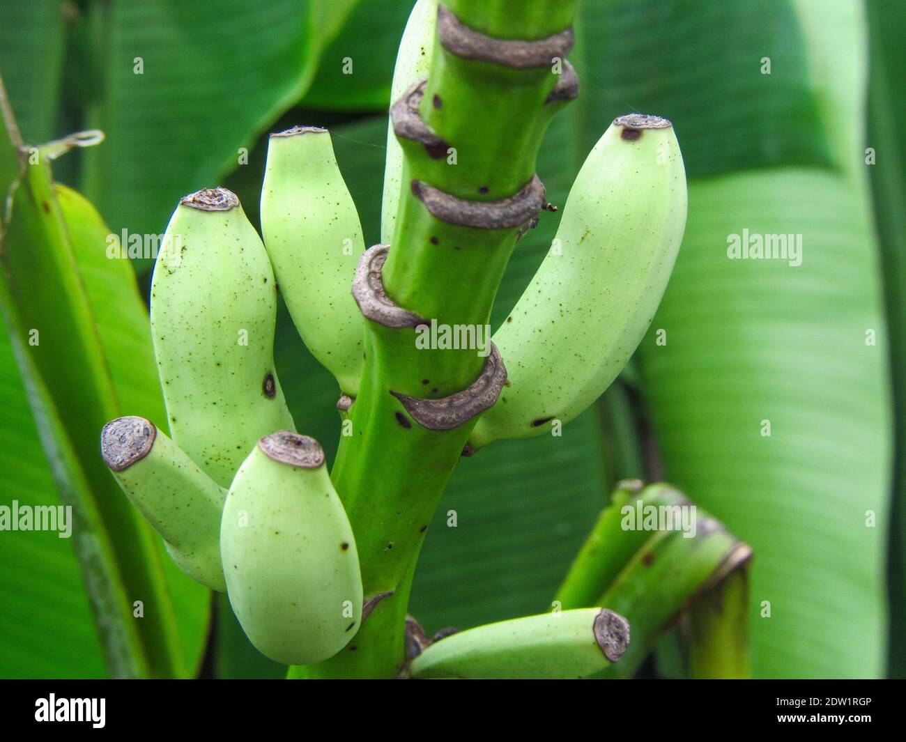 Baby Banana Plant High Resolution Stock Photography and Images - Alamy