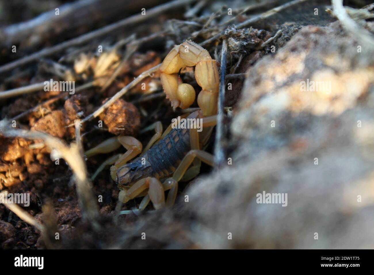 Dangerous animals of morocco hi-res stock photography and images - Alamy