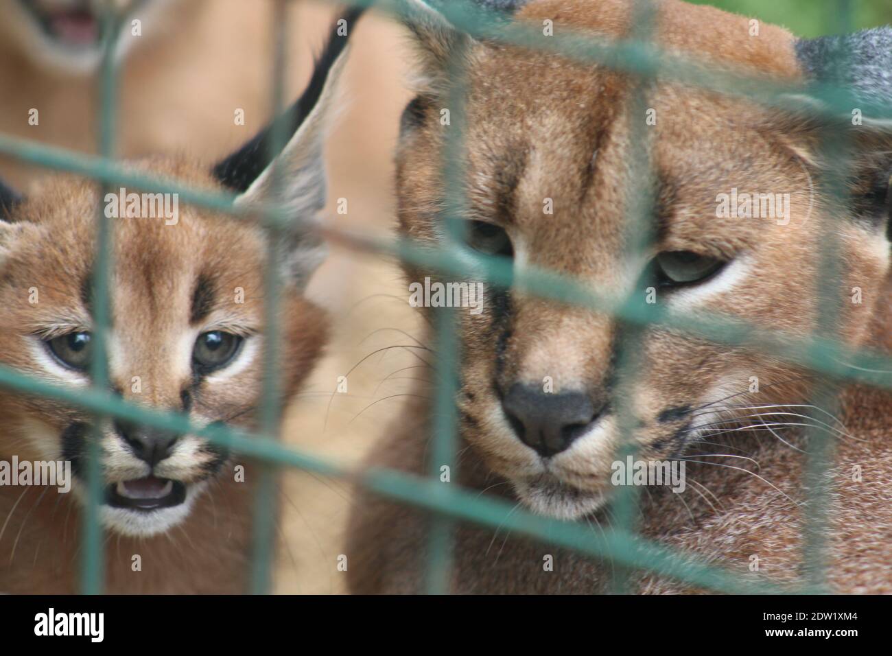 Big cats group hi-res stock photography and images - Alamy