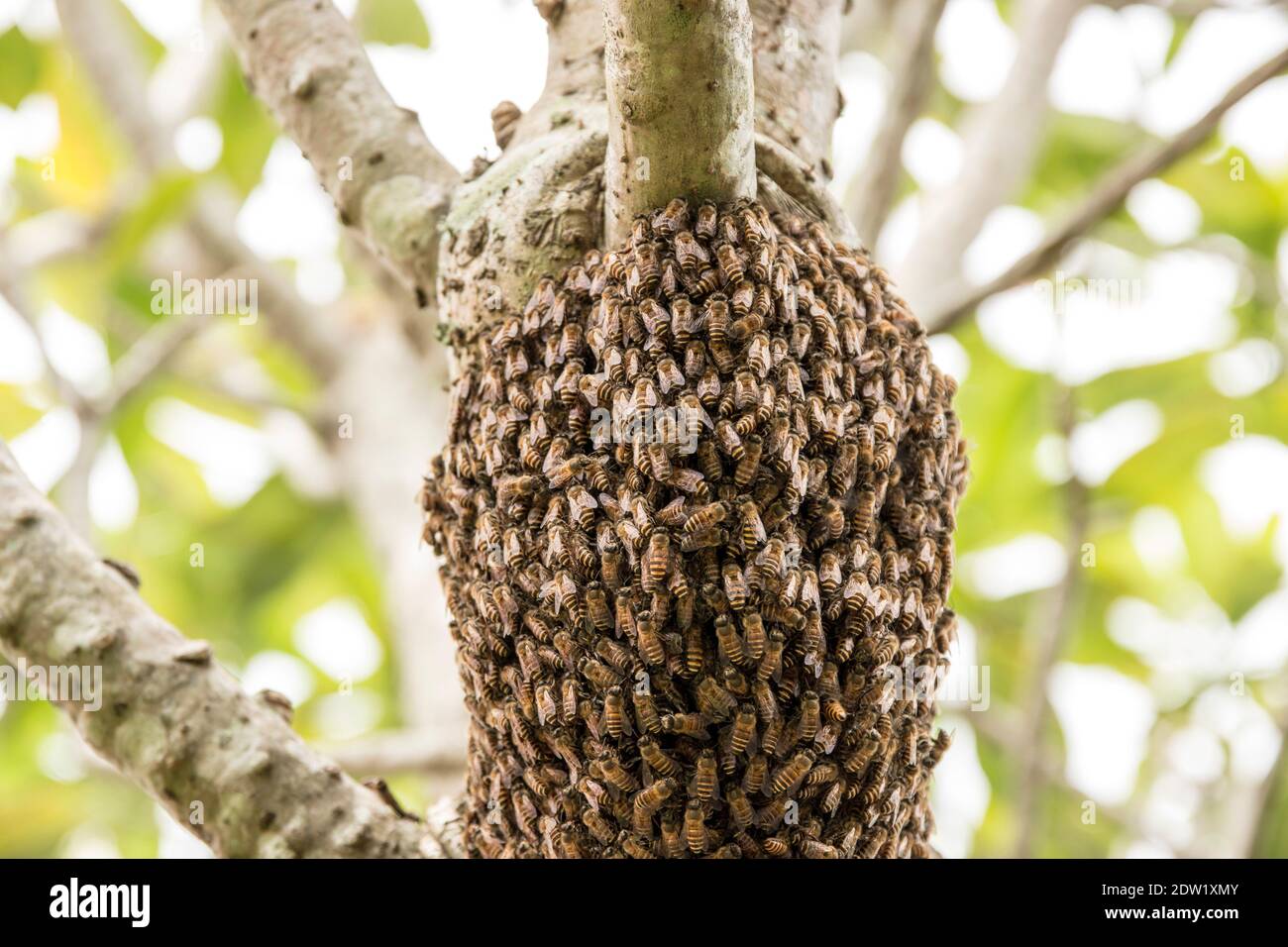 Wild beehive honeycomb tree hi-res stock photography and images - Alamy
