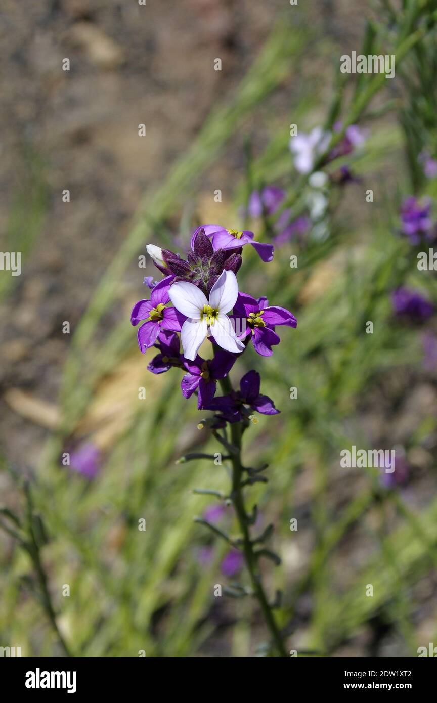 Withe and purple hi-res stock photography and images - Alamy