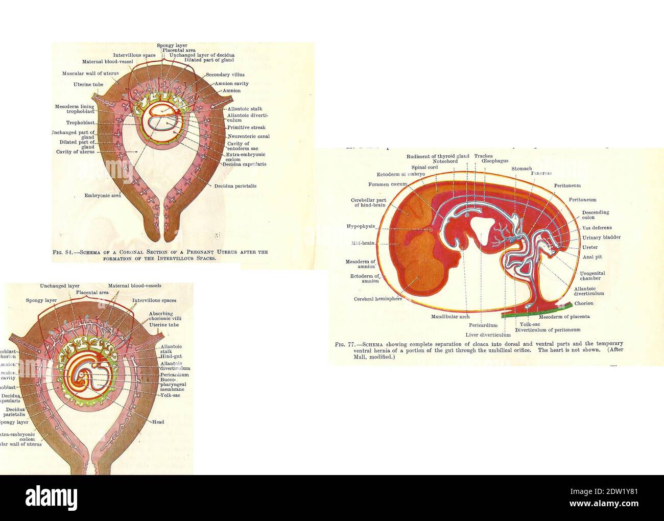 Fetal development hi-res stock photography and images - Alamy