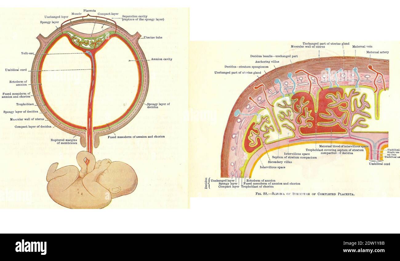 Stages in human fetal development from an early 20th century anatomy ...