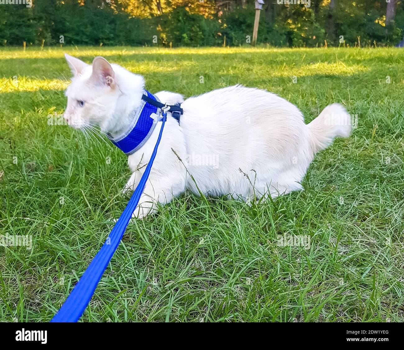 American bobtail domestic hi-res stock photography and images - Alamy