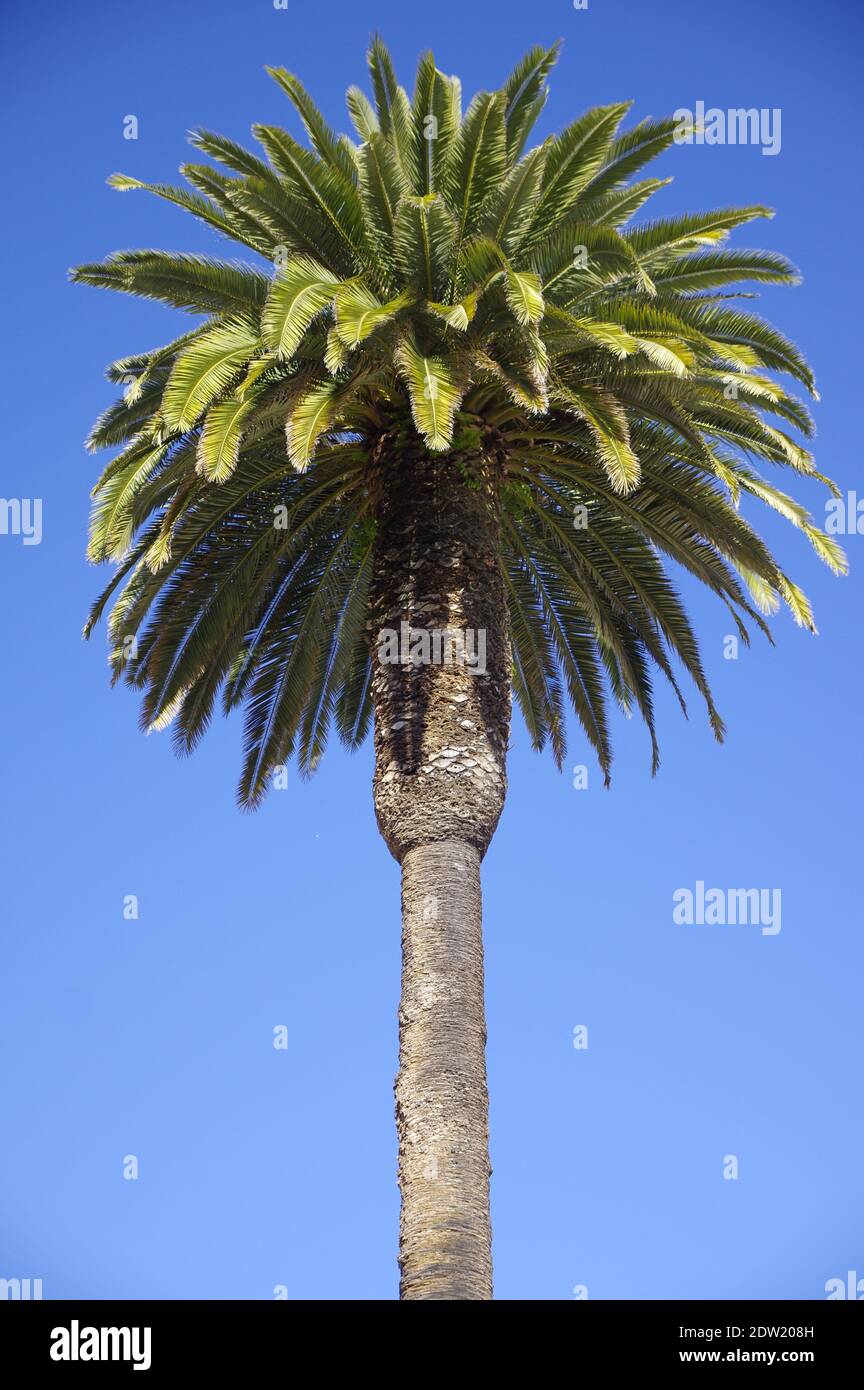 Baum palm hi-res stock photography and images - Alamy
