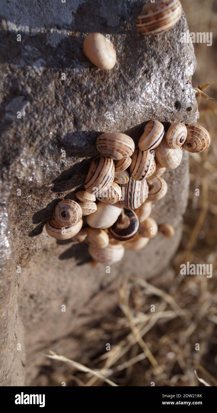 Porto santo madeira wildlife hi-res stock photography and images - Alamy
