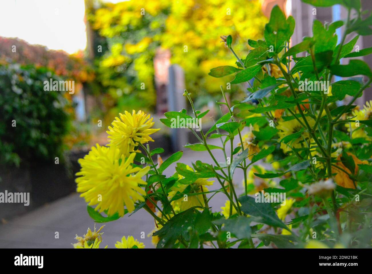 Goethe plant hi-res stock photography and images - Alamy