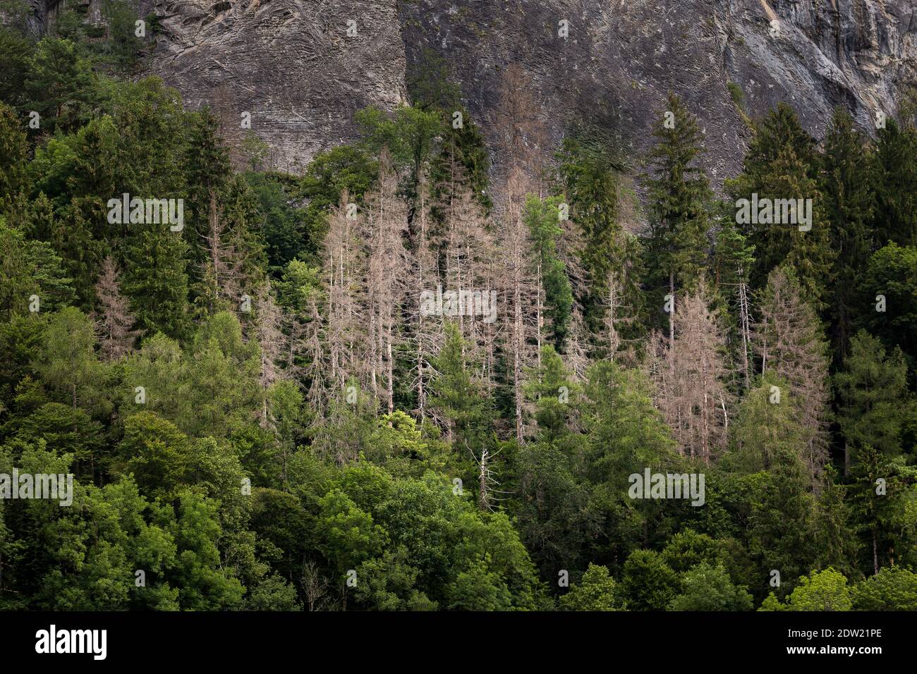 Trees for a dry climate hi-res stock photography and images - Alamy