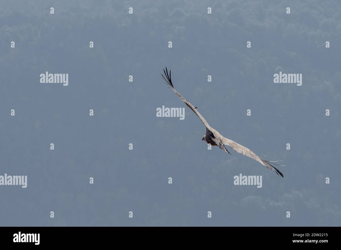 Vulture flying high altitude hi-res stock photography and images - Alamy