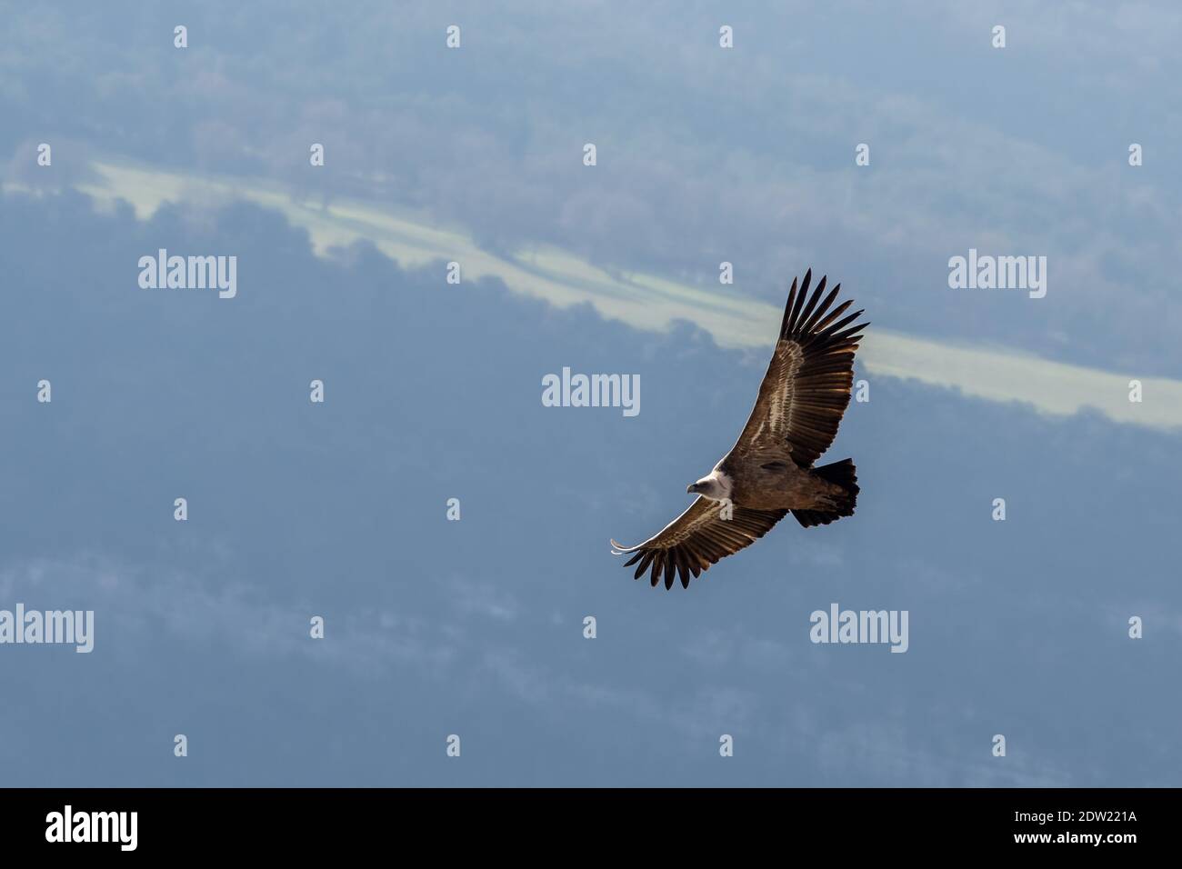 Vulture flying high altitude hi-res stock photography and images - Alamy