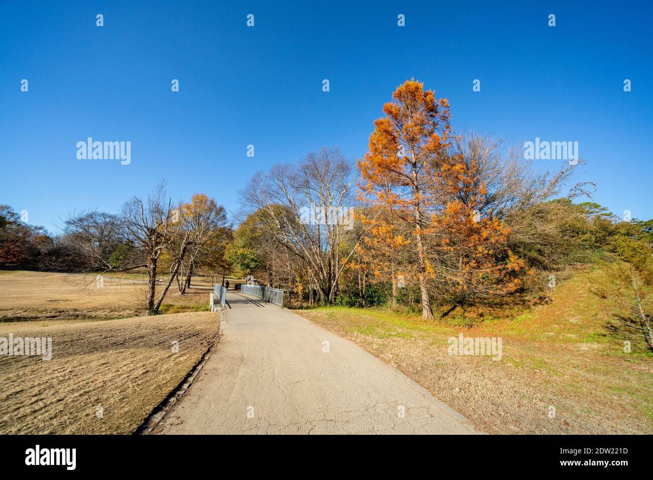Winter foliage in Piedmont Park Atlanta GA USA Stock Photo - Alamy