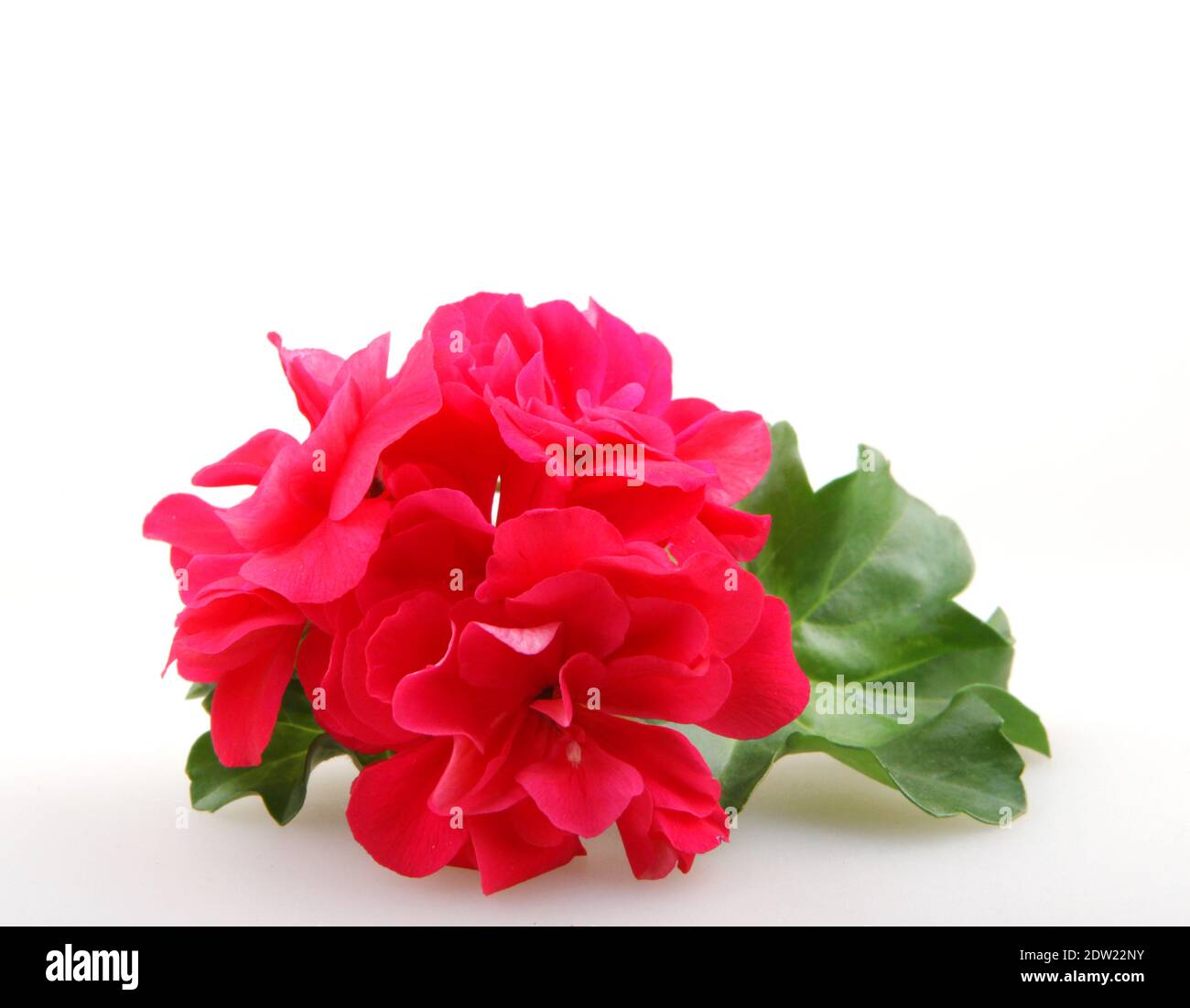 Geranium flowers cut out hi-res stock photography and images - Alamy
