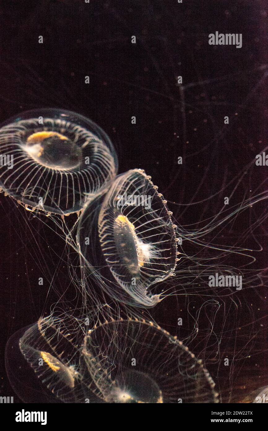 Aequorea victoria hi-res stock photography and images - Alamy