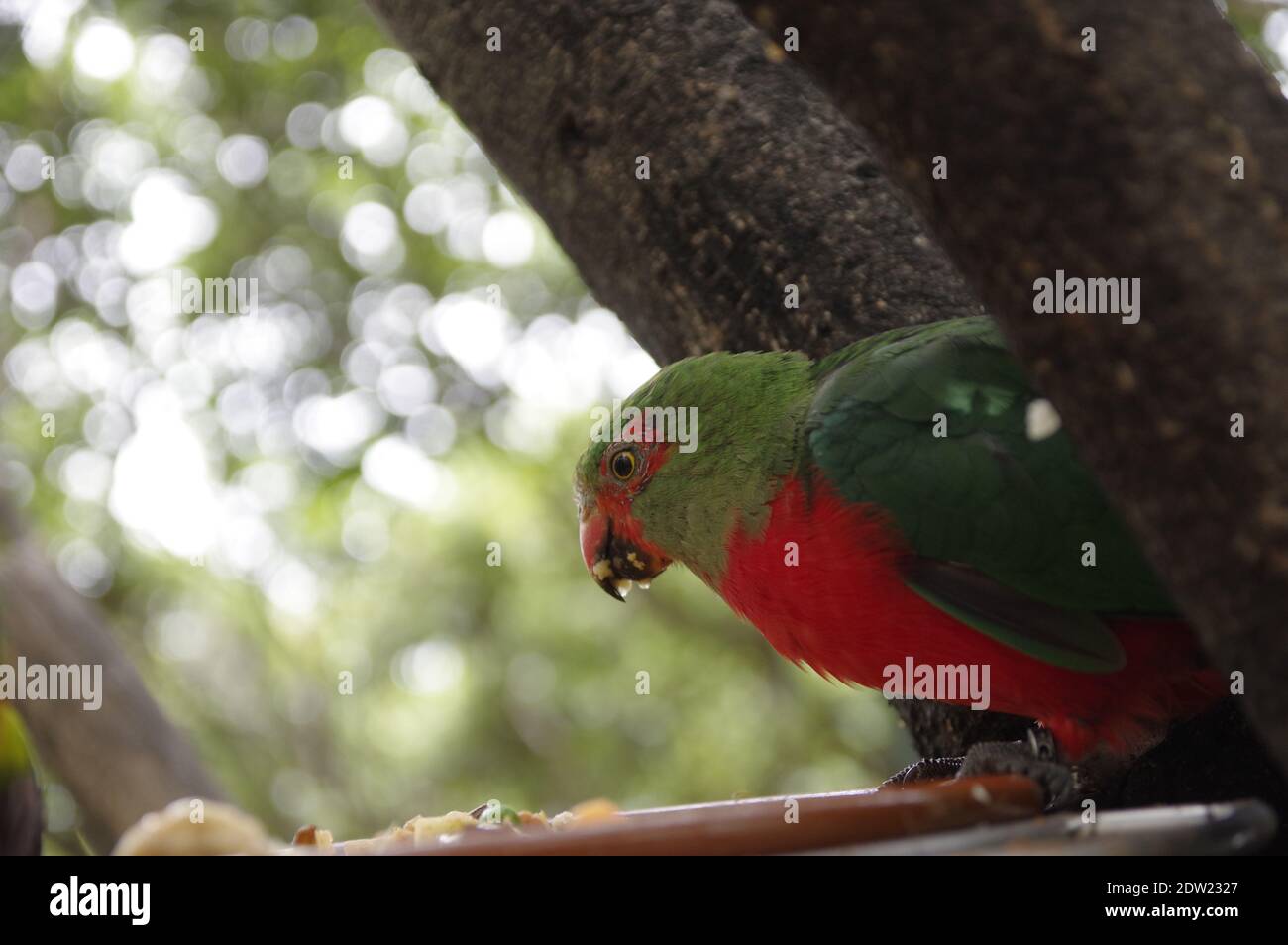 Parrot on tree Stock Photo - Alamy