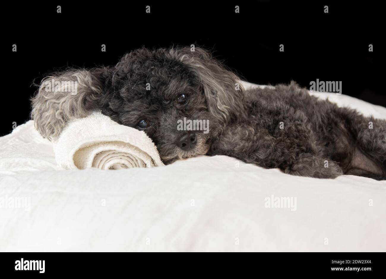 A small poodle enjoys her time at a dog spa Stock Photo - Alamy