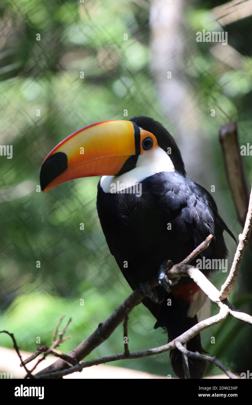 A vertical shallow focus of a Toco toucan (Ramphastos toco) in a zoo ...