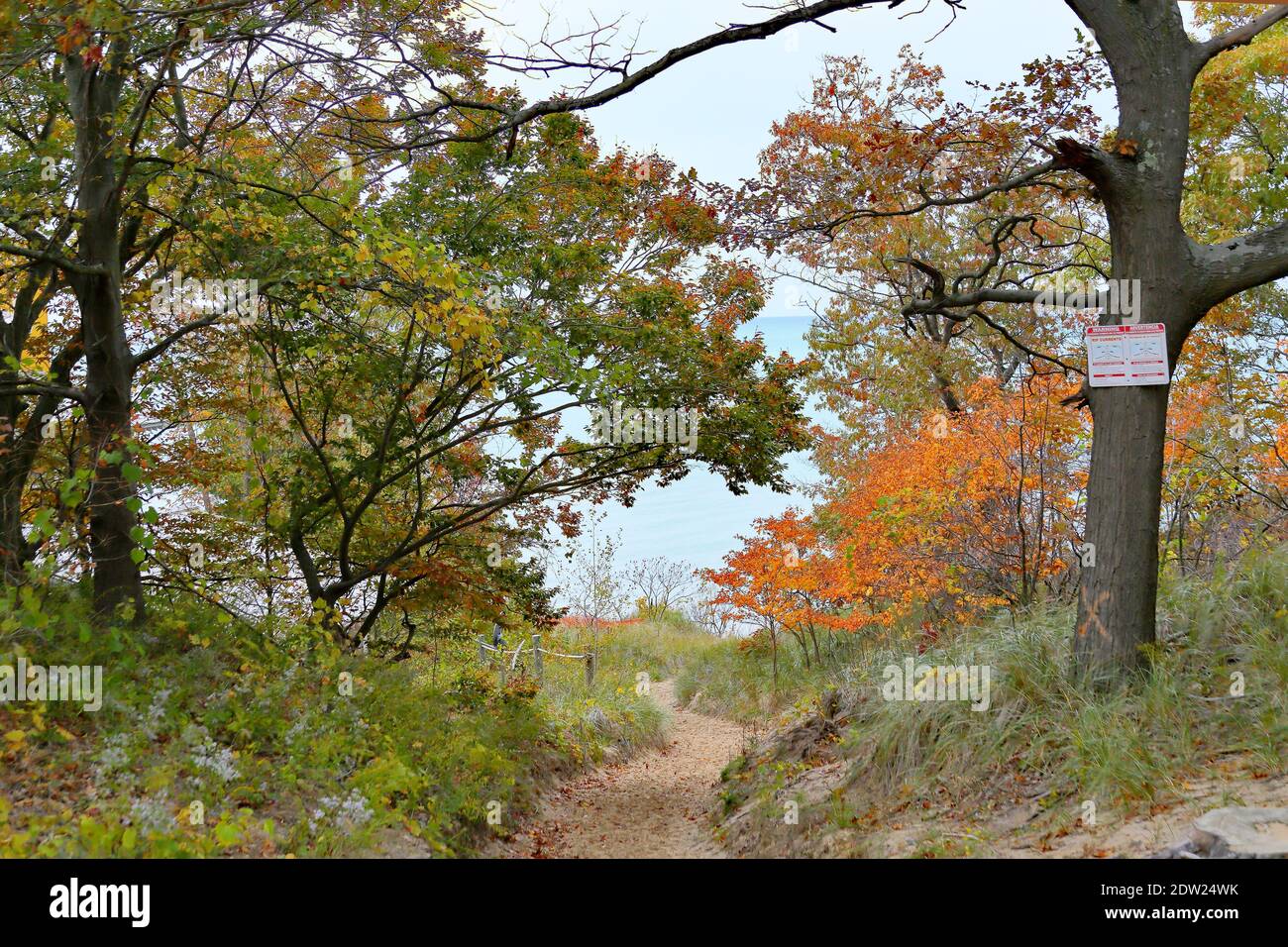 Small oak trees in autumn colors along a sandy path to a lake in ...