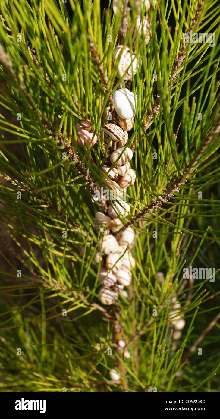 Porto santo madeira wildlife hi-res stock photography and images - Alamy