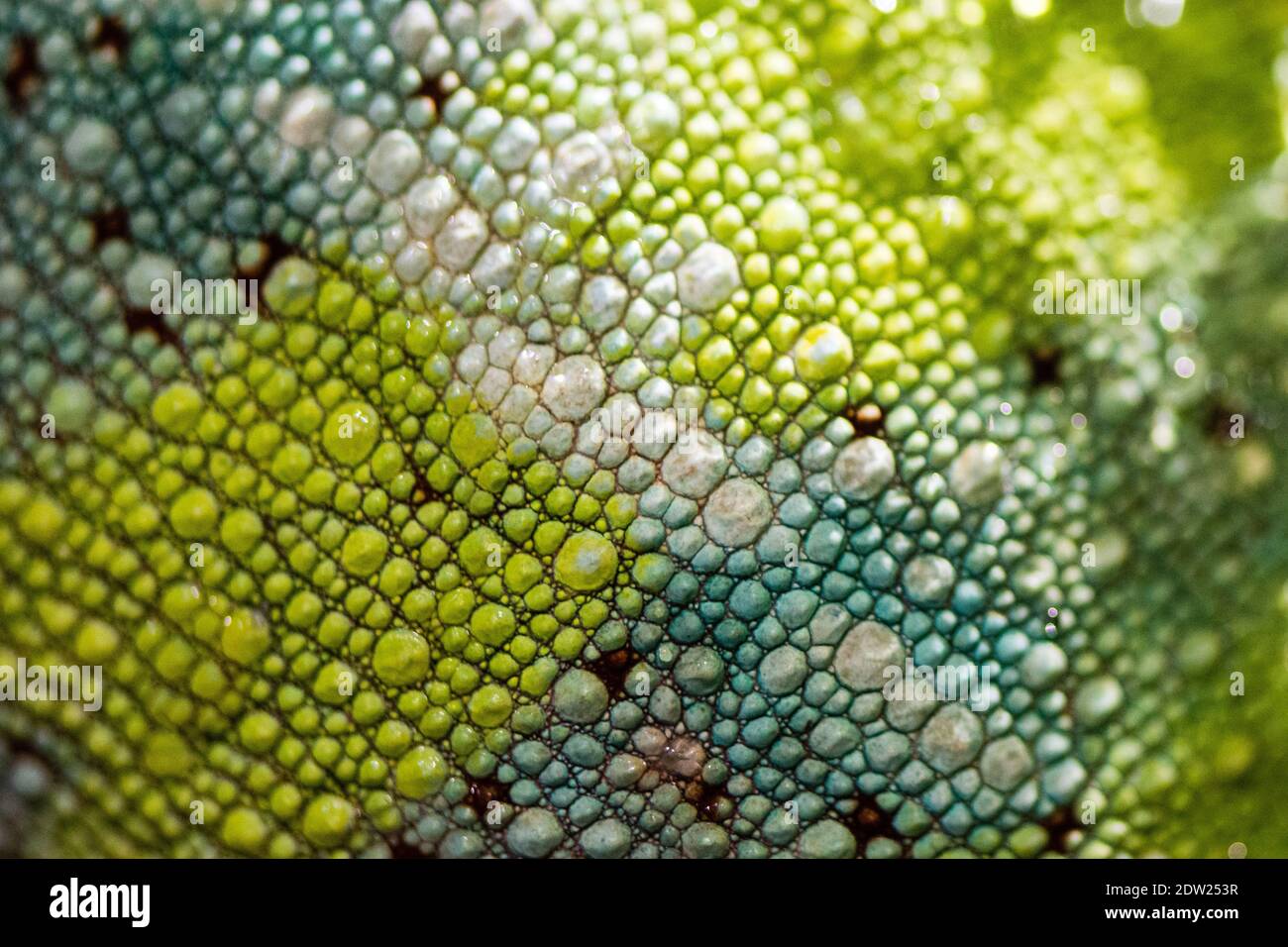 Animal skin markings hi-res stock photography and images - Alamy