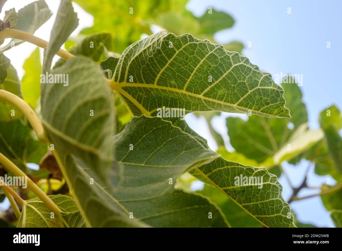Fig tree leaves close up. Nature background Stock Photo - Alamy