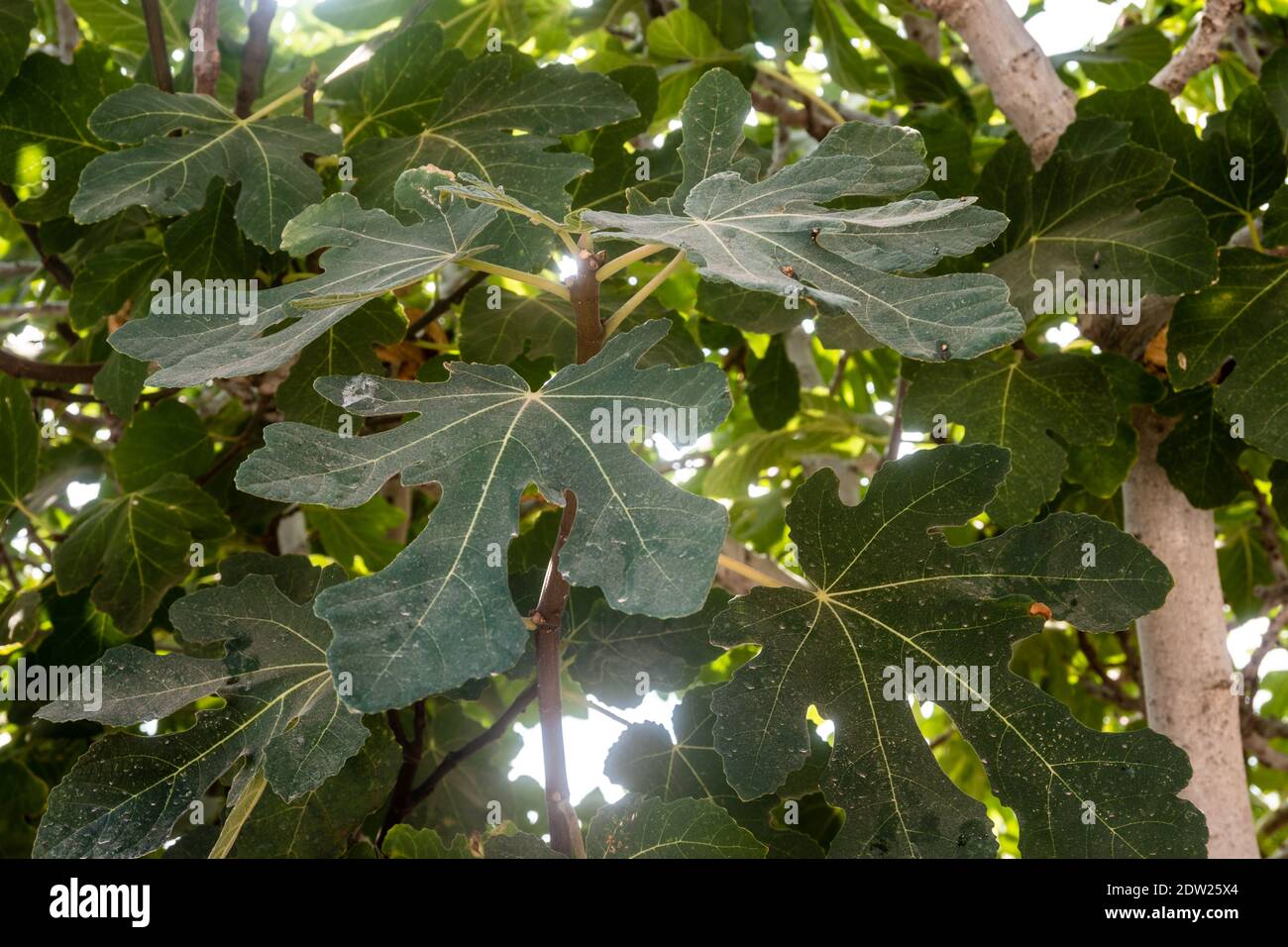 Fig tree leaves close up. Nature background Stock Photo - Alamy