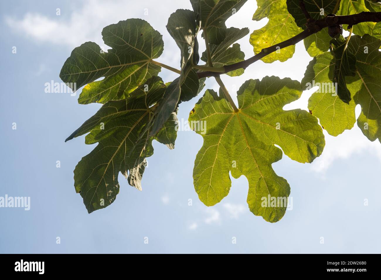 Fig tree leaves close up. Nature background Stock Photo - Alamy