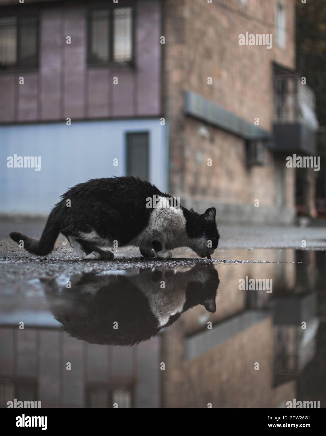 A vertical shot a homeless cat in a street drinking water from a rain ...