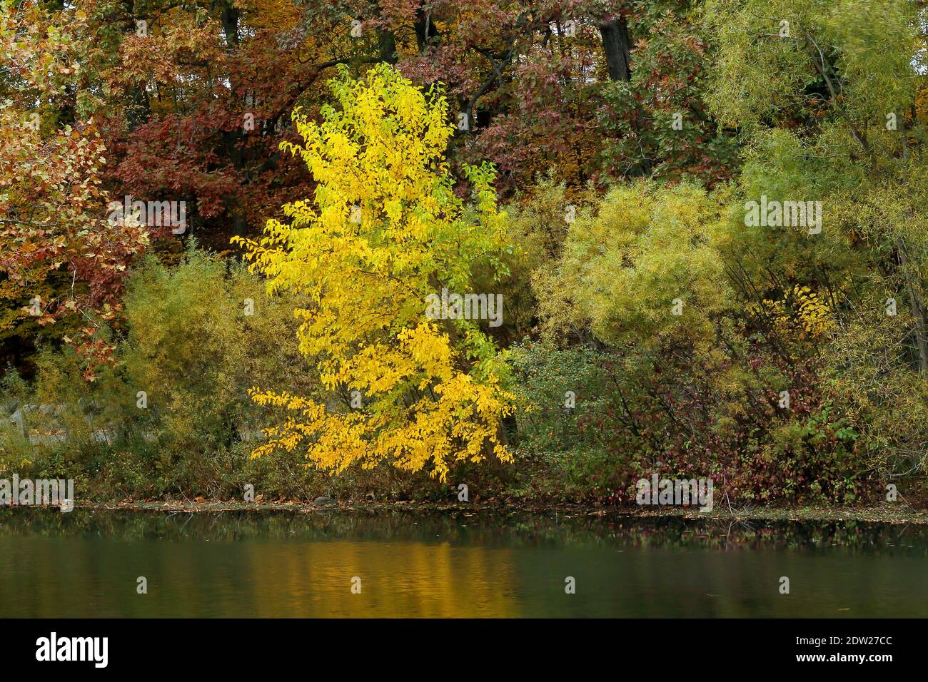 Slow moving creek with overhanging trees yellow green and red colors ...