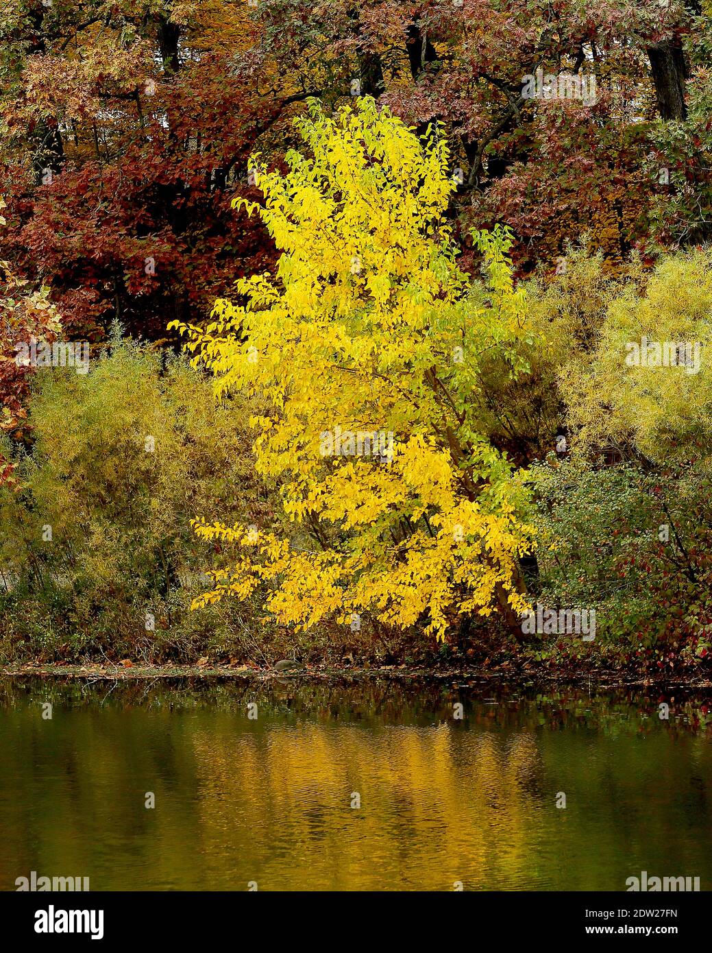 Slow moving creek with overhanging trees yellow green and red colors ...