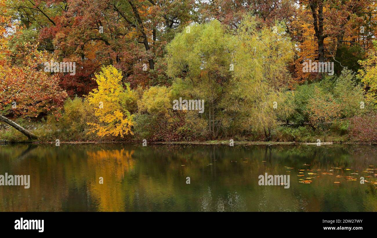 Slow moving creek with overhanging trees yellow green and red colors ...