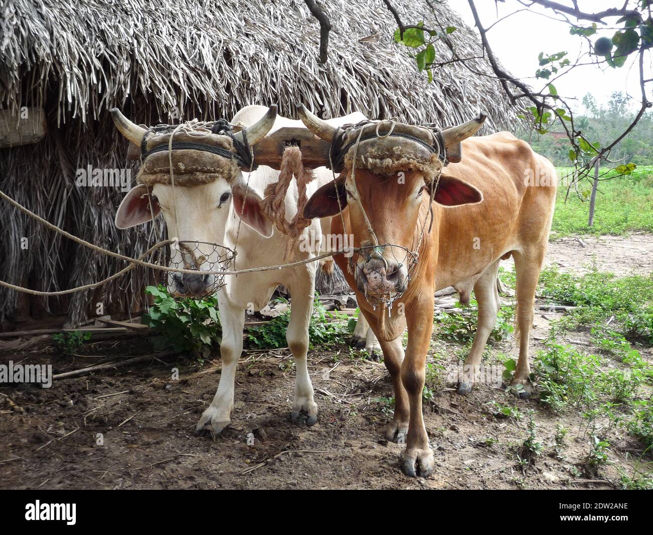 Cattle On A Yoke In Vinales Cuba Stock Photo - Alamy