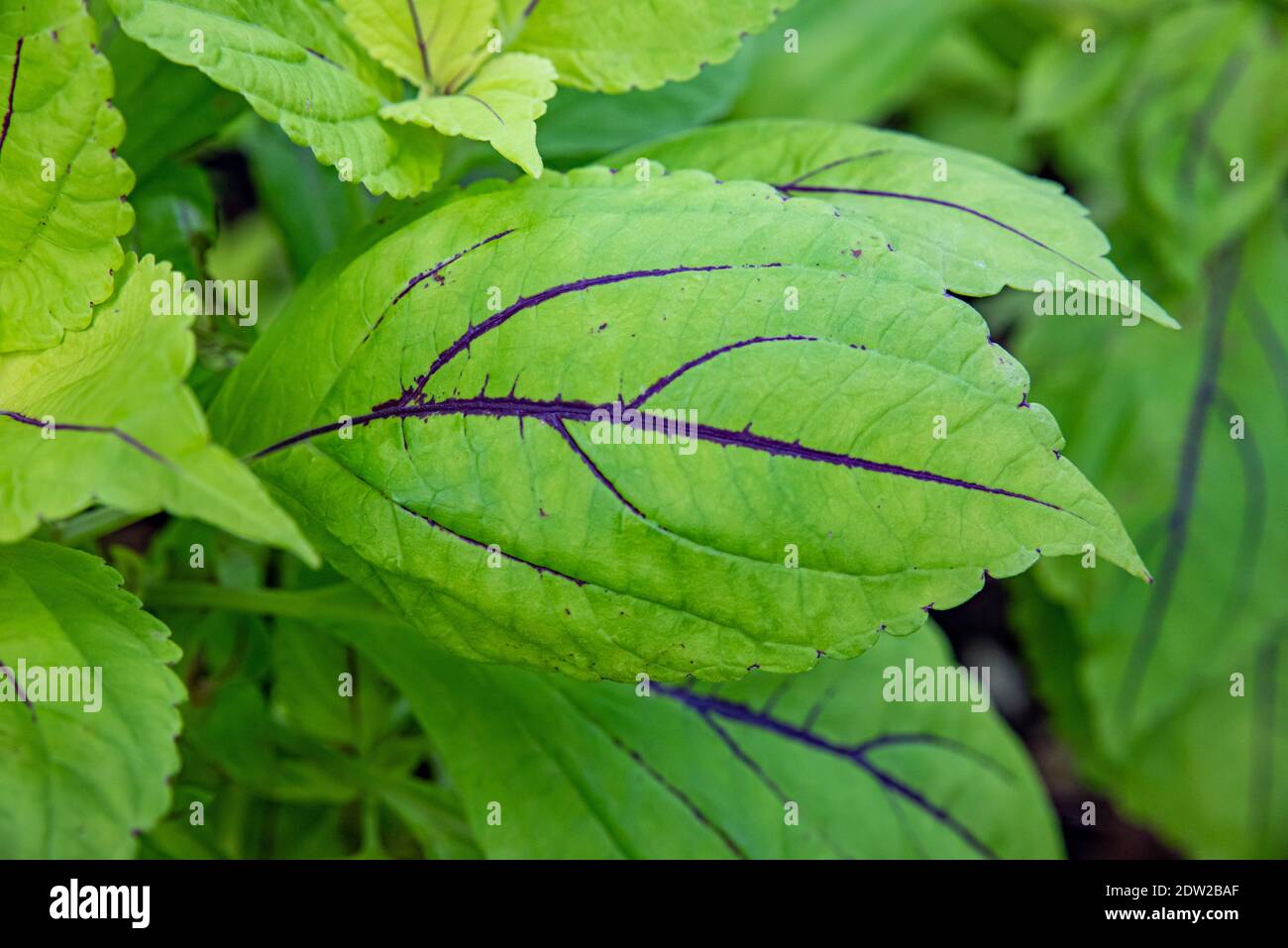 Plant from above hi-res stock photography and images - Alamy
