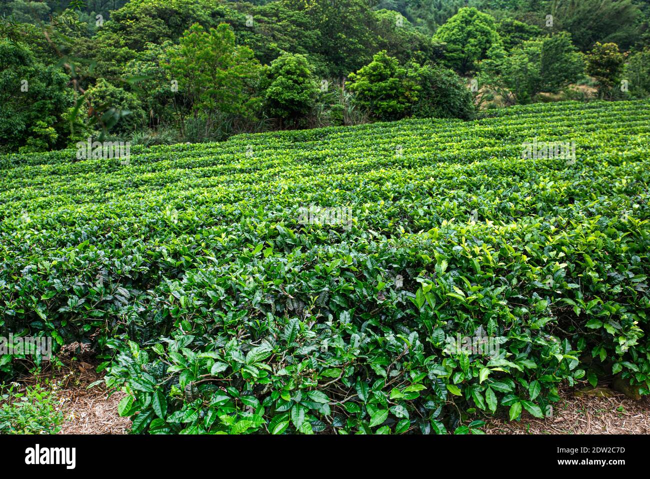 Image of a tea plantation in Taiwan Stock Photo - Alamy