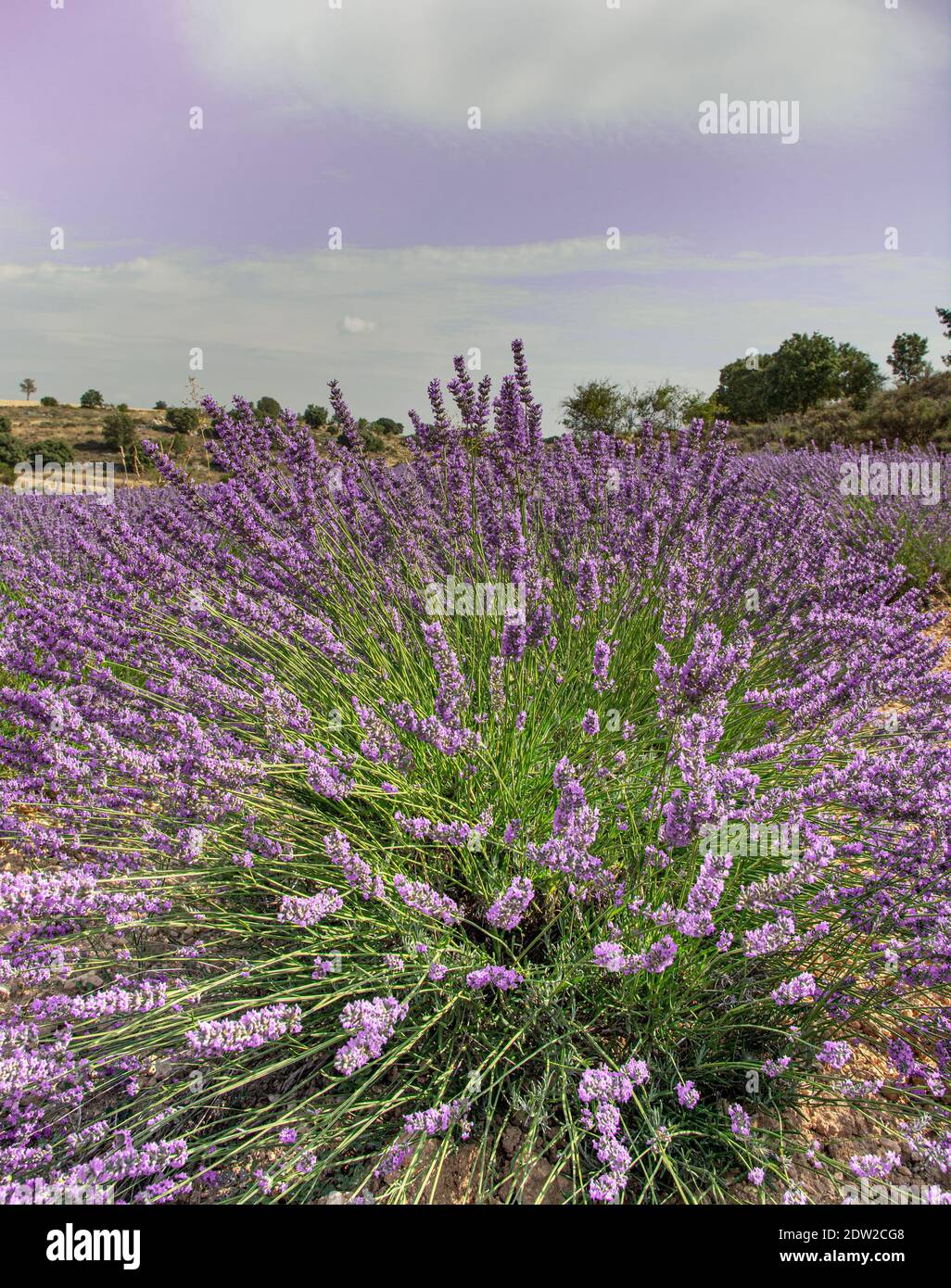 Ground lavender hi-res stock photography and images - Alamy
