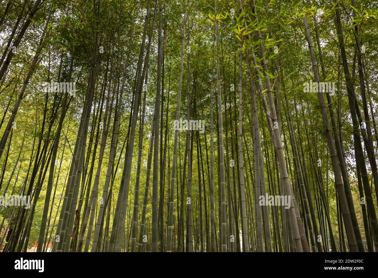 Lush forest with sunlight from below Stock Photo - Alamy