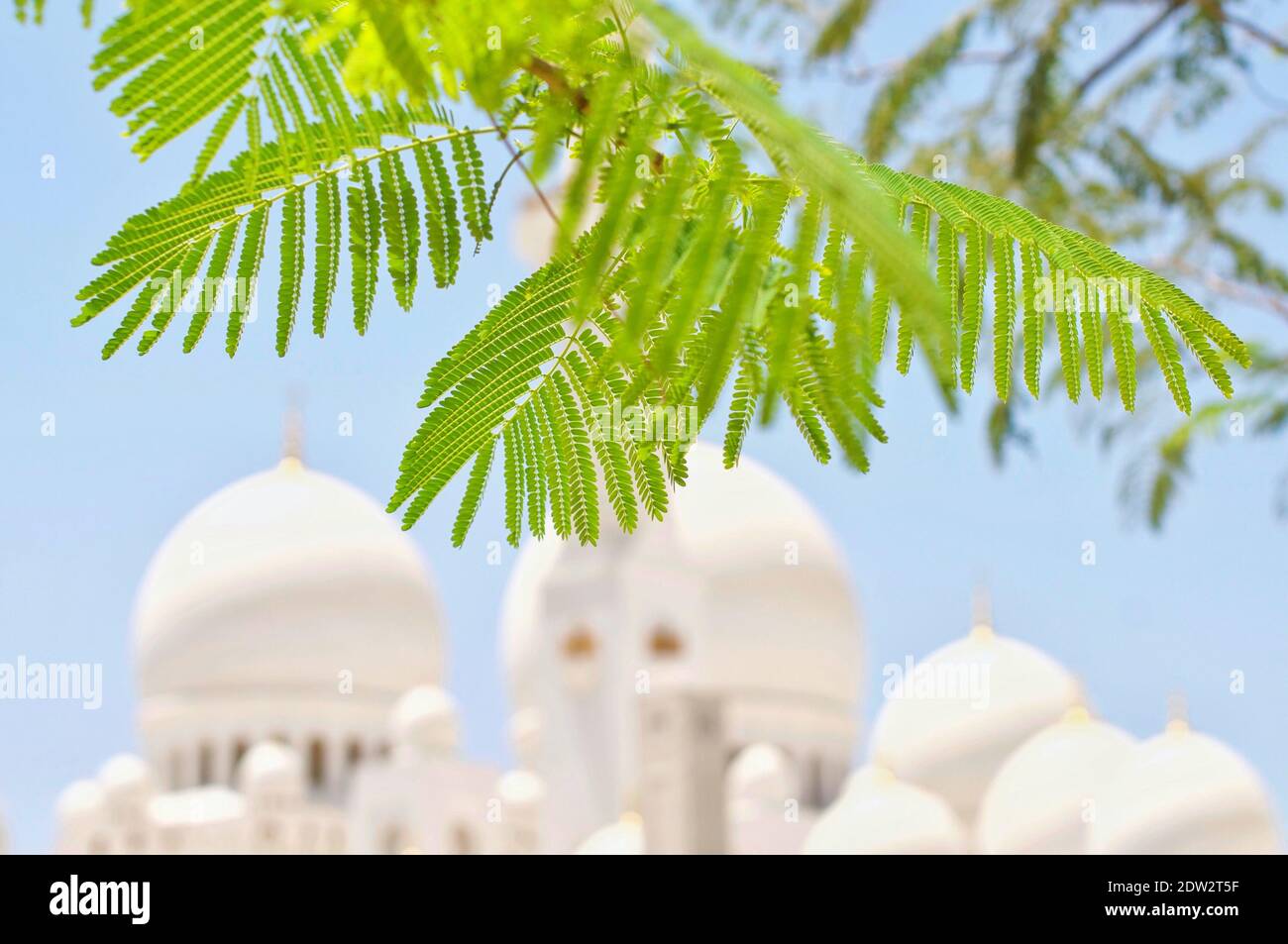 Ghaf tree leaves hi-res stock photography and images - Alamy