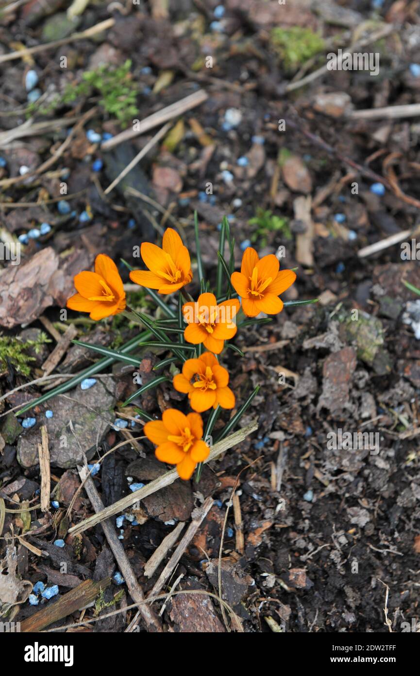 Crocus Orange Monarch bloom in a garden in March Stock Photo - Alamy