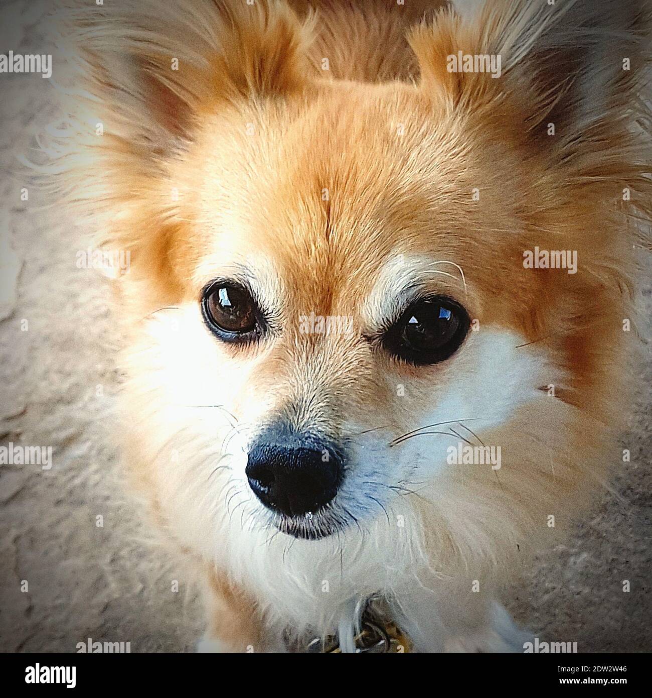 Chawawa hi-res stock photography and images - Alamy