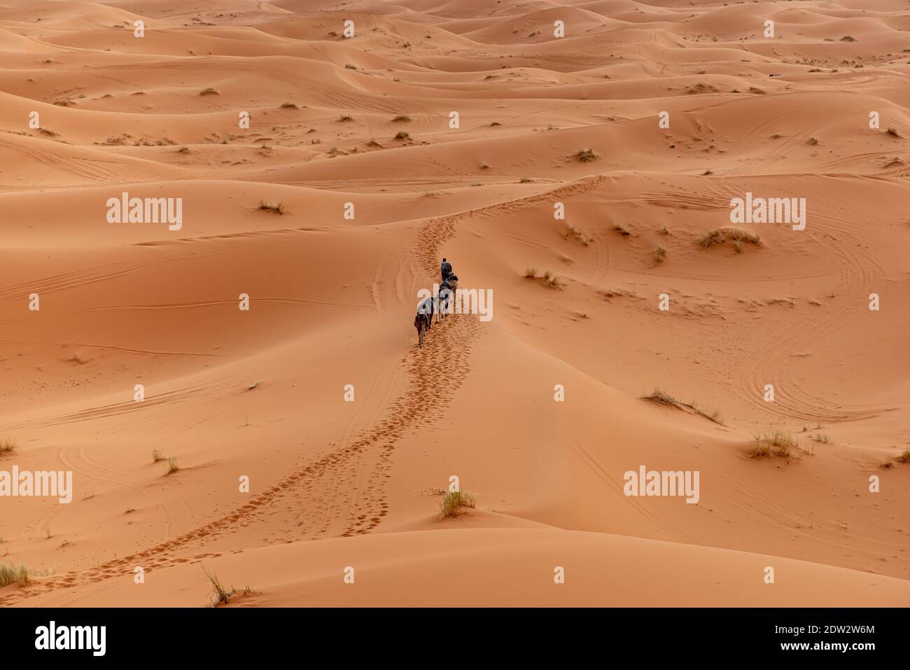 Sahara Desert in Marrakech, Morocco Stock Photo - Alamy